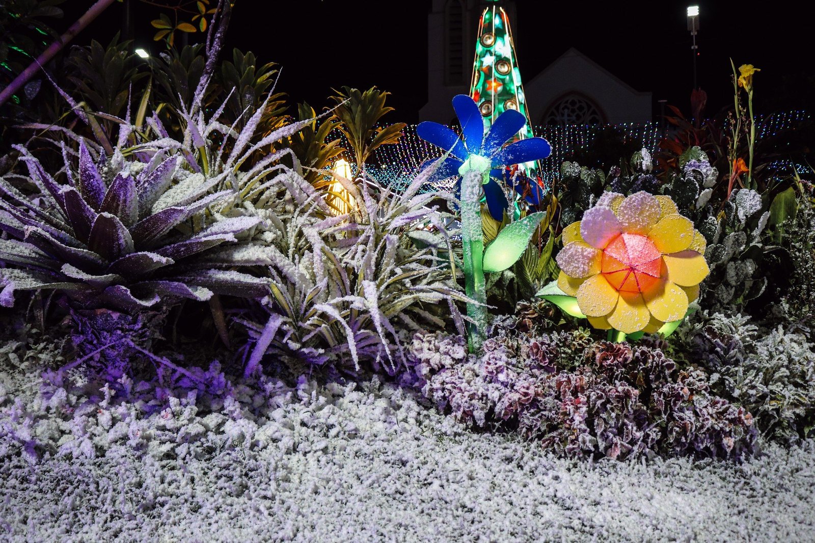 Winter Magic - Winter Magic PH